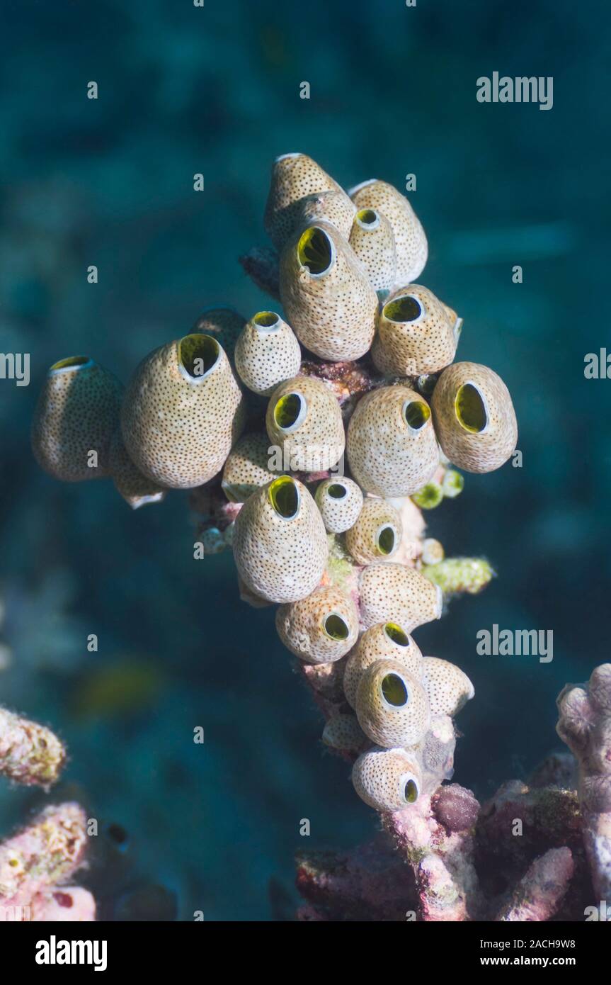 Sea squirts (Atriolum robustum) on a reef. Sea squirts, or tunicates ...
