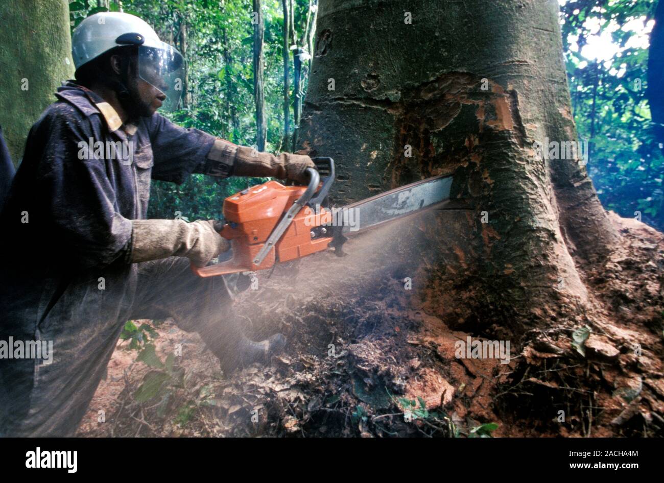 Congo deforestation. Logger using a chainsaw to cut down a mature tree ...