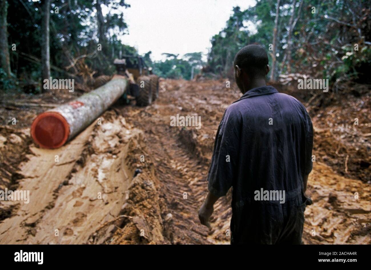 Congo deforestation. Loggers using a tractor to haul felled tree trunks ...