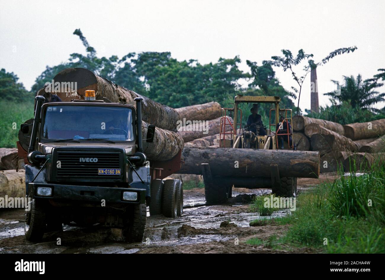 Congo deforestation. Loggers using a lifting machine to load a truck with felled tree trunks cut ...