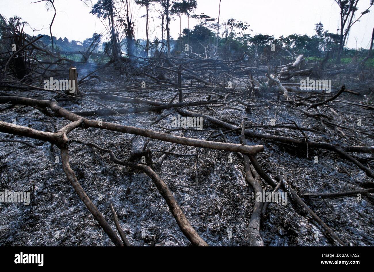 Congo deforestation. Burnt trees in a logged area of a tropical ...