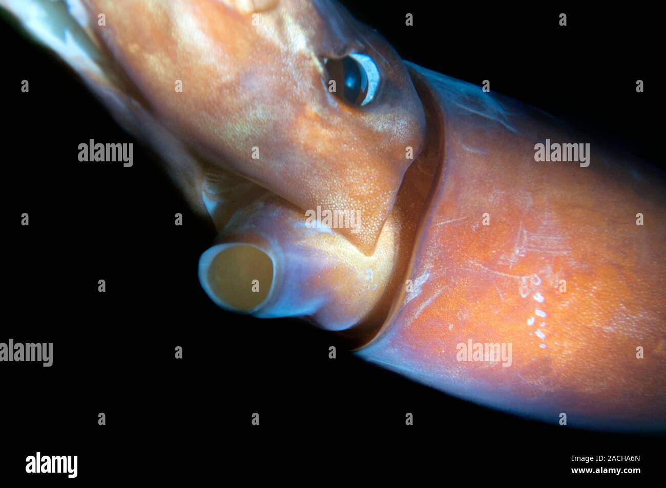 Humboldt squid (Dosidicus gigas) at night. This aggressive, predatory ...