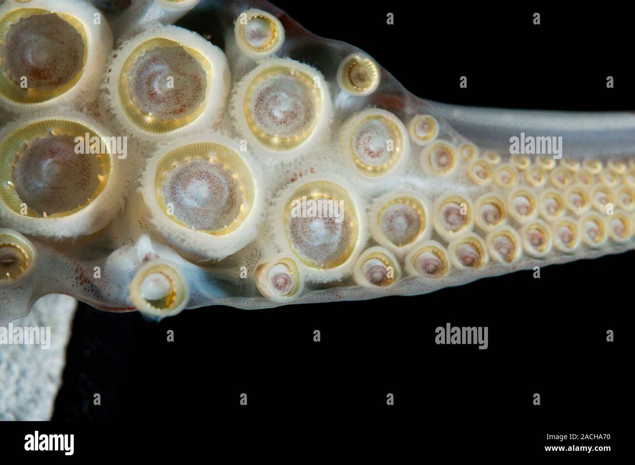 Humboldt squid (Dosidicus gigas) suckers, close up. This aggressive, predatory squid is also ...
