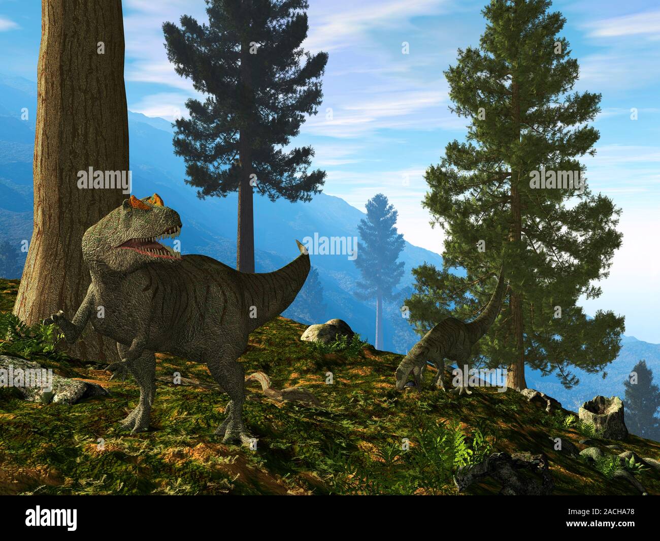 Allosaurus dinosaurs. Computer artwork of a pair of Allosaurus searching for dinner in a lush ...