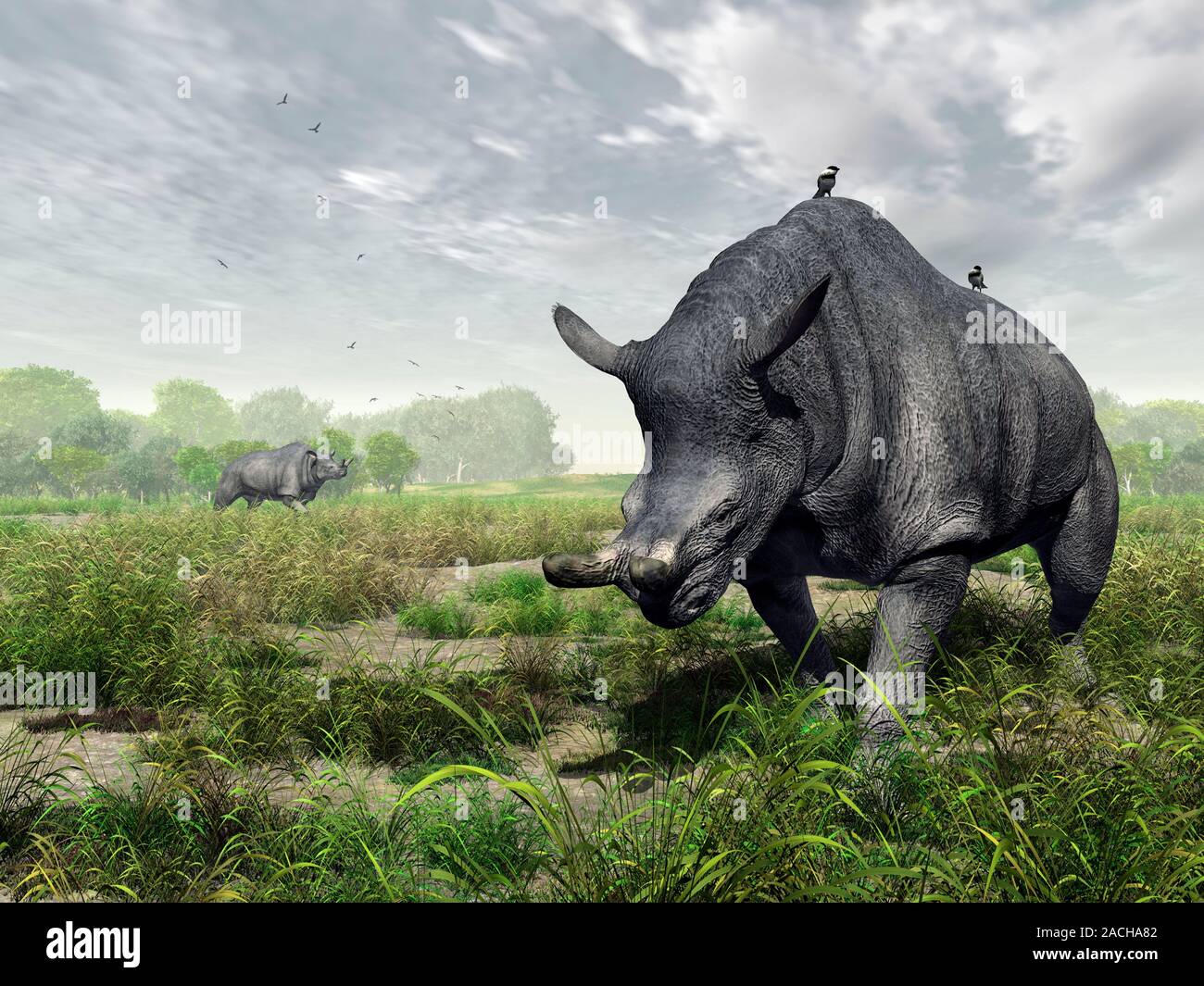 Brontotherium. Computer artwork of a Brontotherium on an open plain ...