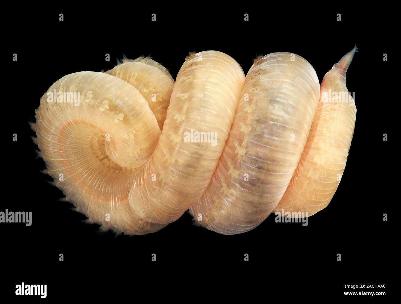 Marine Segmented Worms