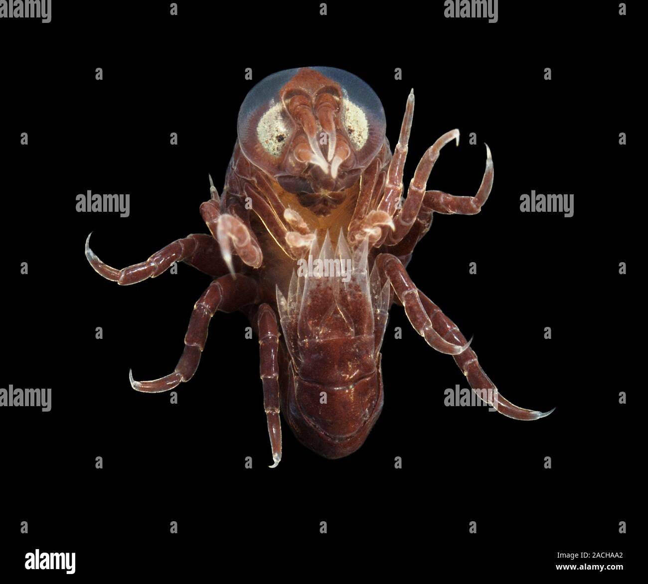 Amphipod (Hyperia galba). Amphipods are crustaceans that typically have ...