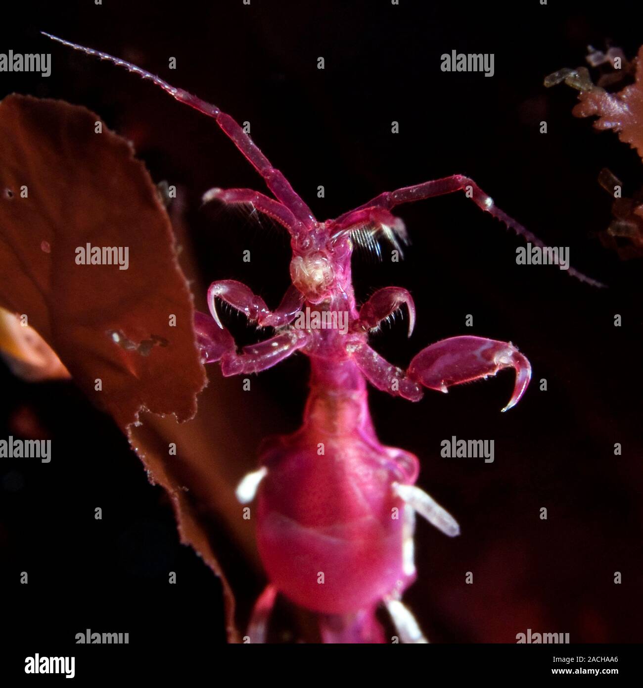 Skeleton shrimp. Frontal view of a skeleton shrimp (Caprella linearis ...