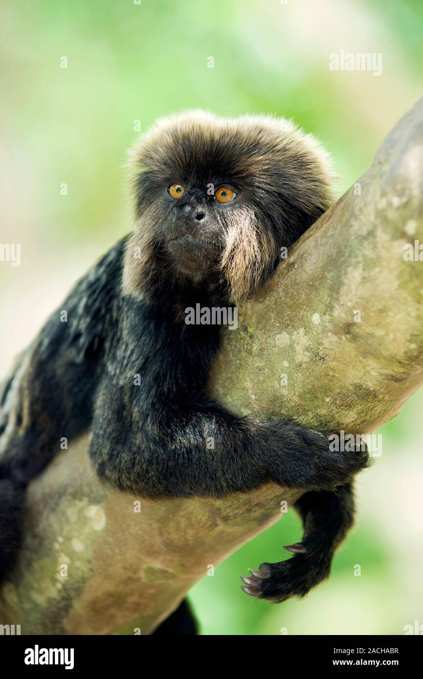 Goeldi's monkey (Callimico goeldii) lying on a branch in a tree in the ...