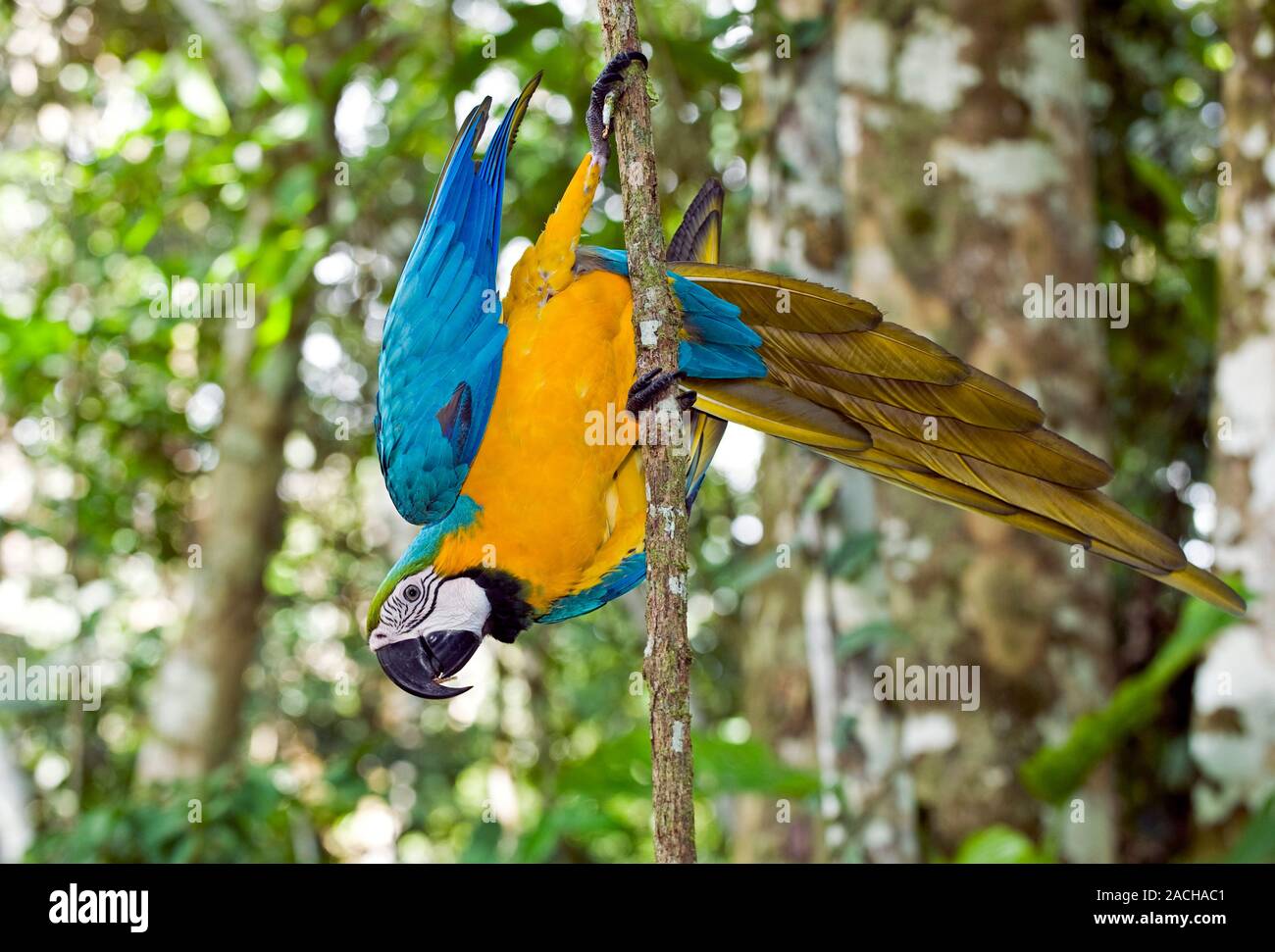 Blue and yellow macaw (Ara ararauna) hanging from a vine in the Amazon ...
