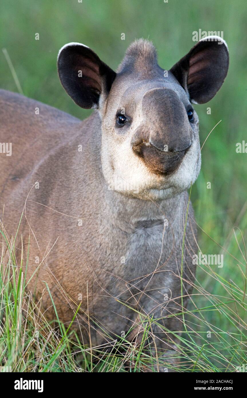 Brazilian tapir (Tapirus terrestris). Also known as the South American ...