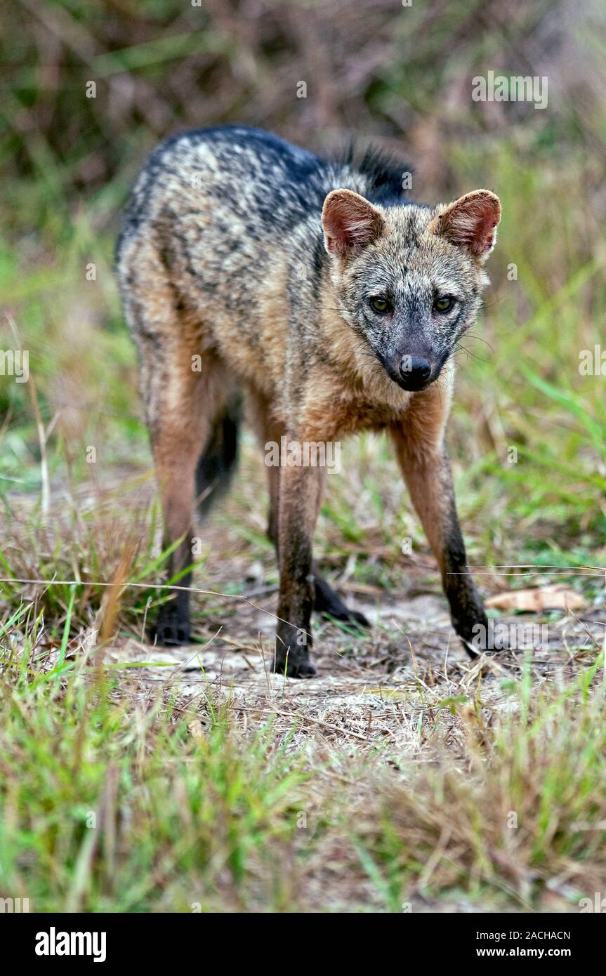 Crab-eating fox (Cerdocyon thous). Photographed in the Brazilian ...
