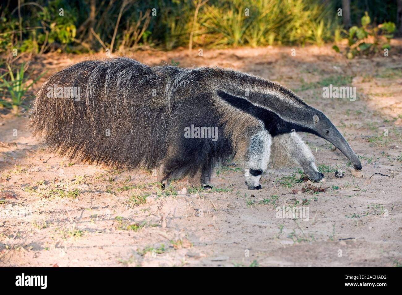 Giant anteater (Myrmecophaga tridactyla). Photographed in the Brazilian ...