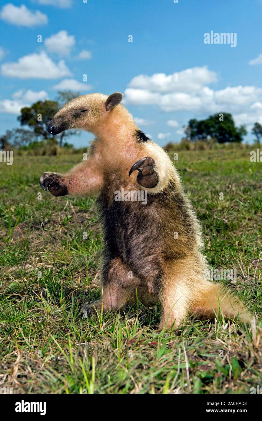 Lesser anteater (Tamandua tetradactyla) displaying its claws in an ...