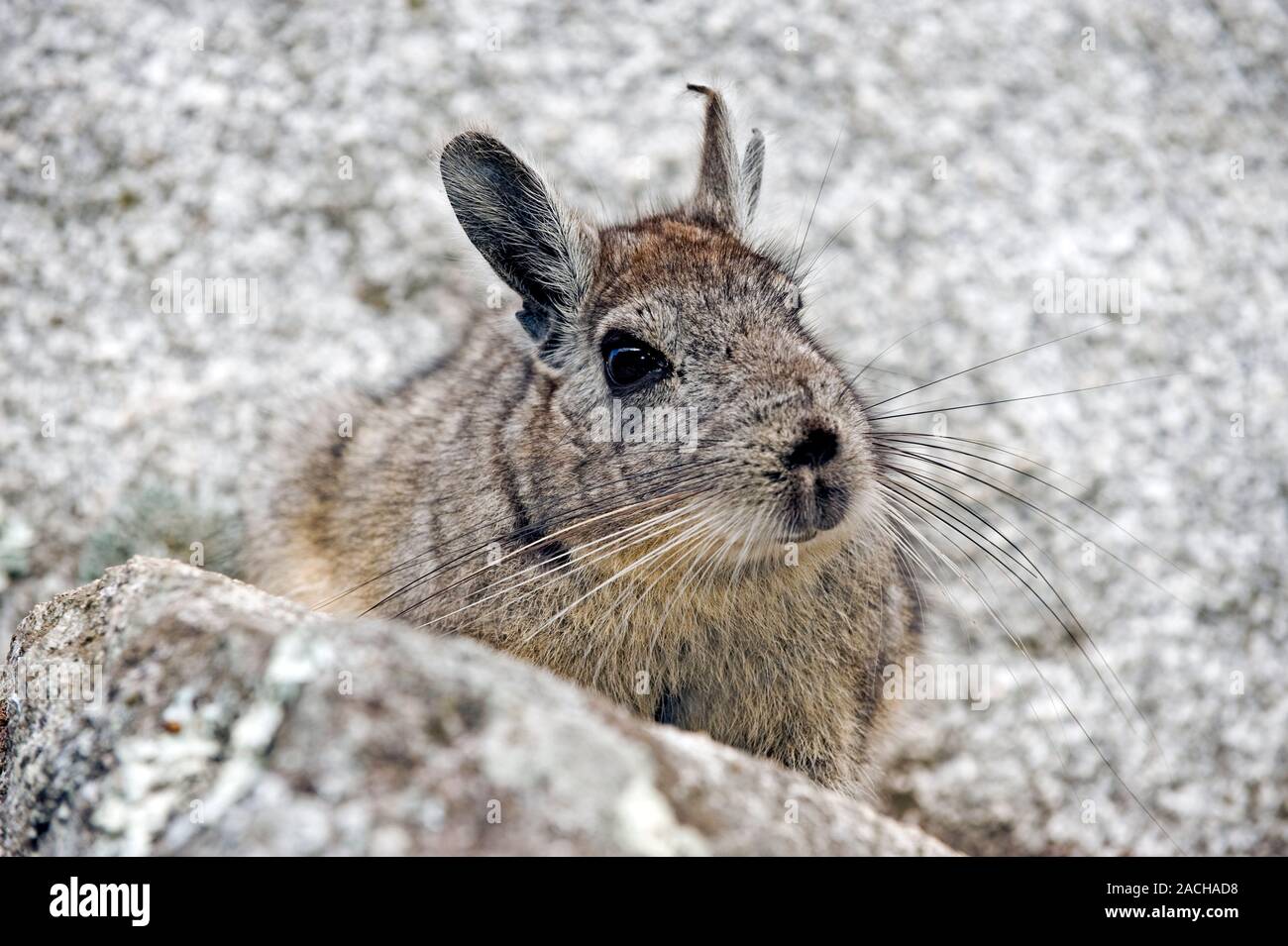 Short-tailed chinchilla (Chinchilla chinchilla). Photographed at Machu ...