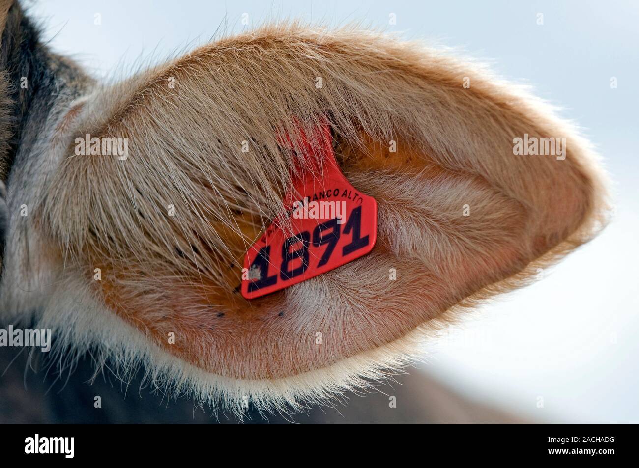Pig ear tag. This ear tag has been attached to allow identification of ...