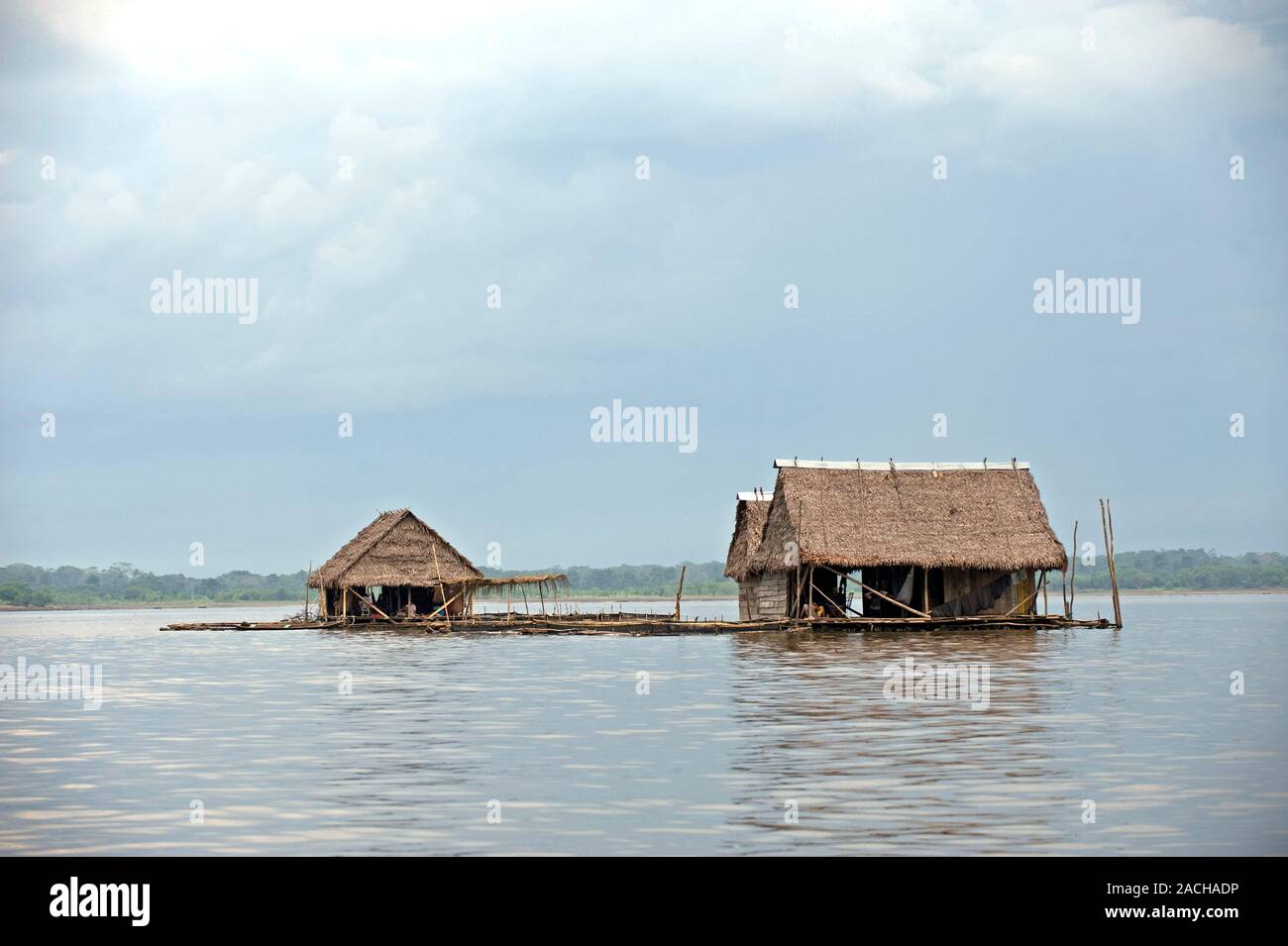 Floating homes in the Amazon Basin. Because the water level in the ...
