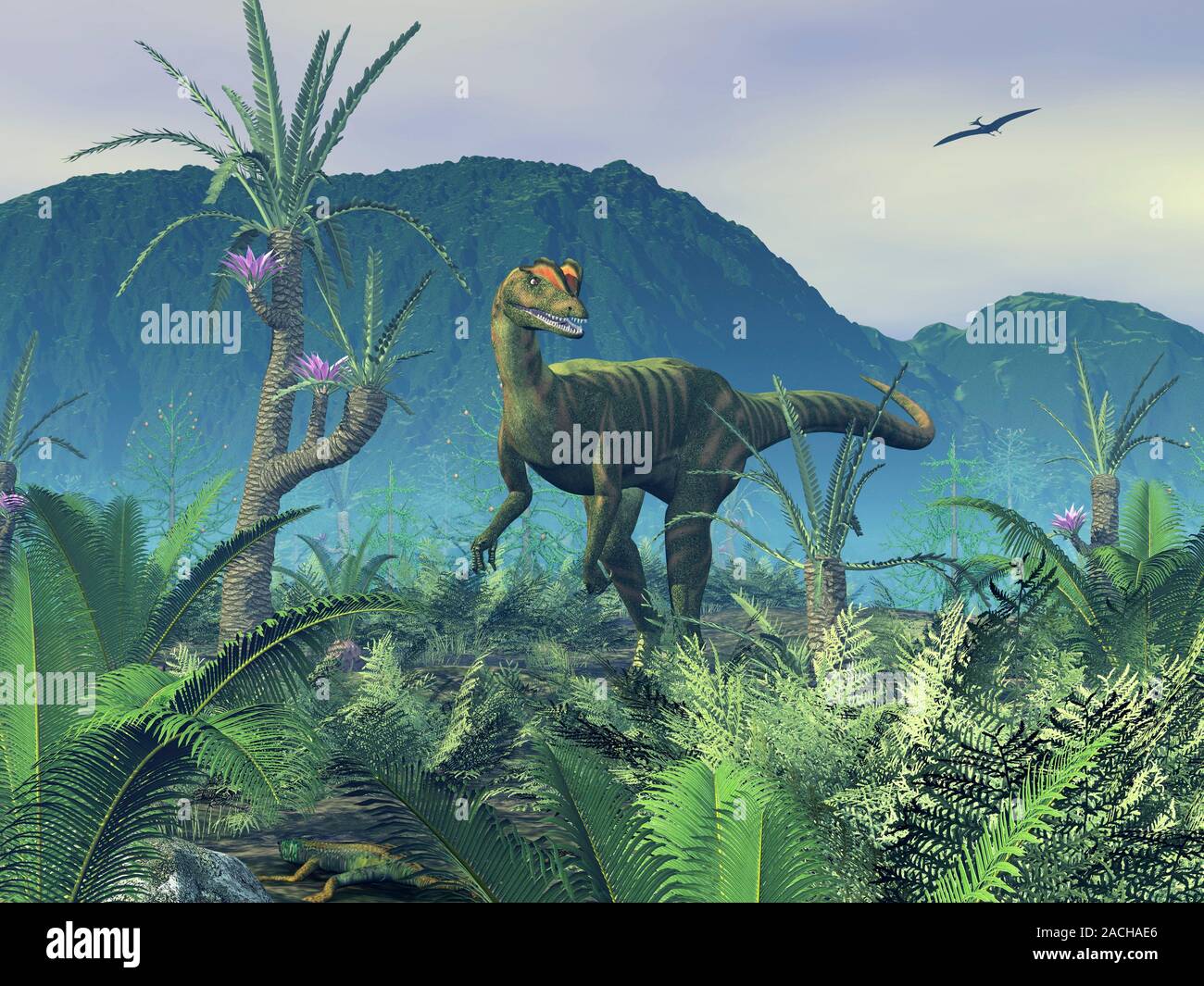 Dilophosaurus. Computer artwork of an adult male Dilophosaurus dinosaur ...