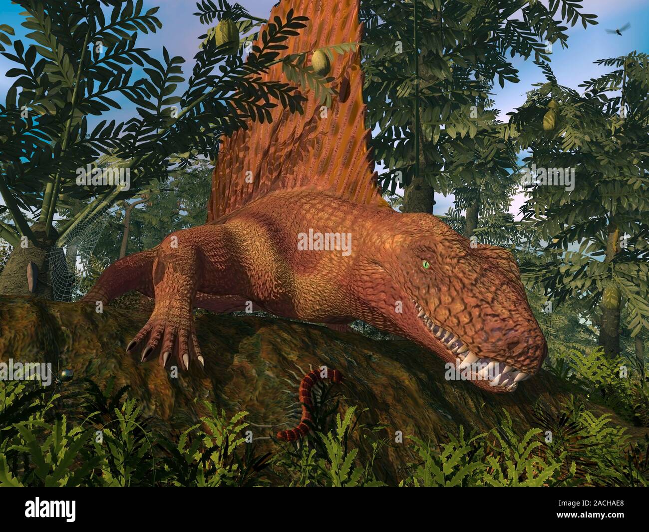 Dimetrodon. Computer artwork of a Dimetrodon amongst Alethopteris ...