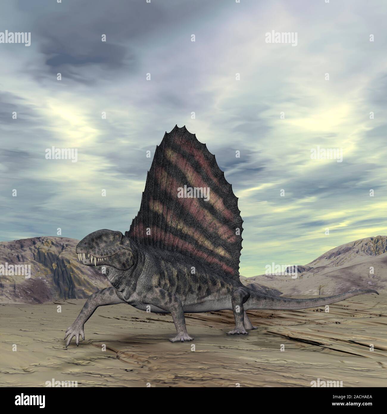 Dimetrodon. Computer artwork of Dimetrodon grandis walking on a barren ...