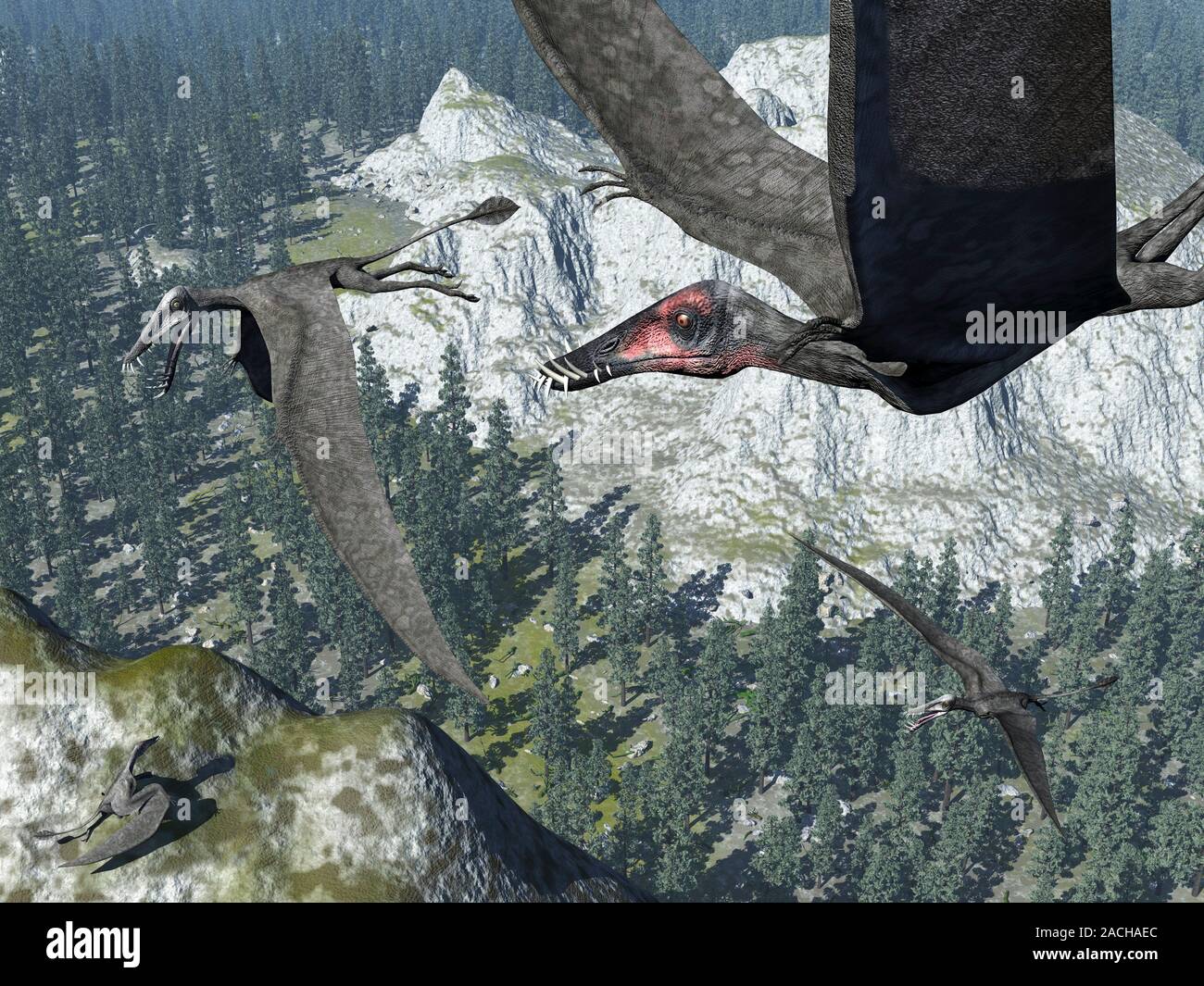 Dorygnathus. Computer artwork of a flock of Dorygnathus pterosaurs ...