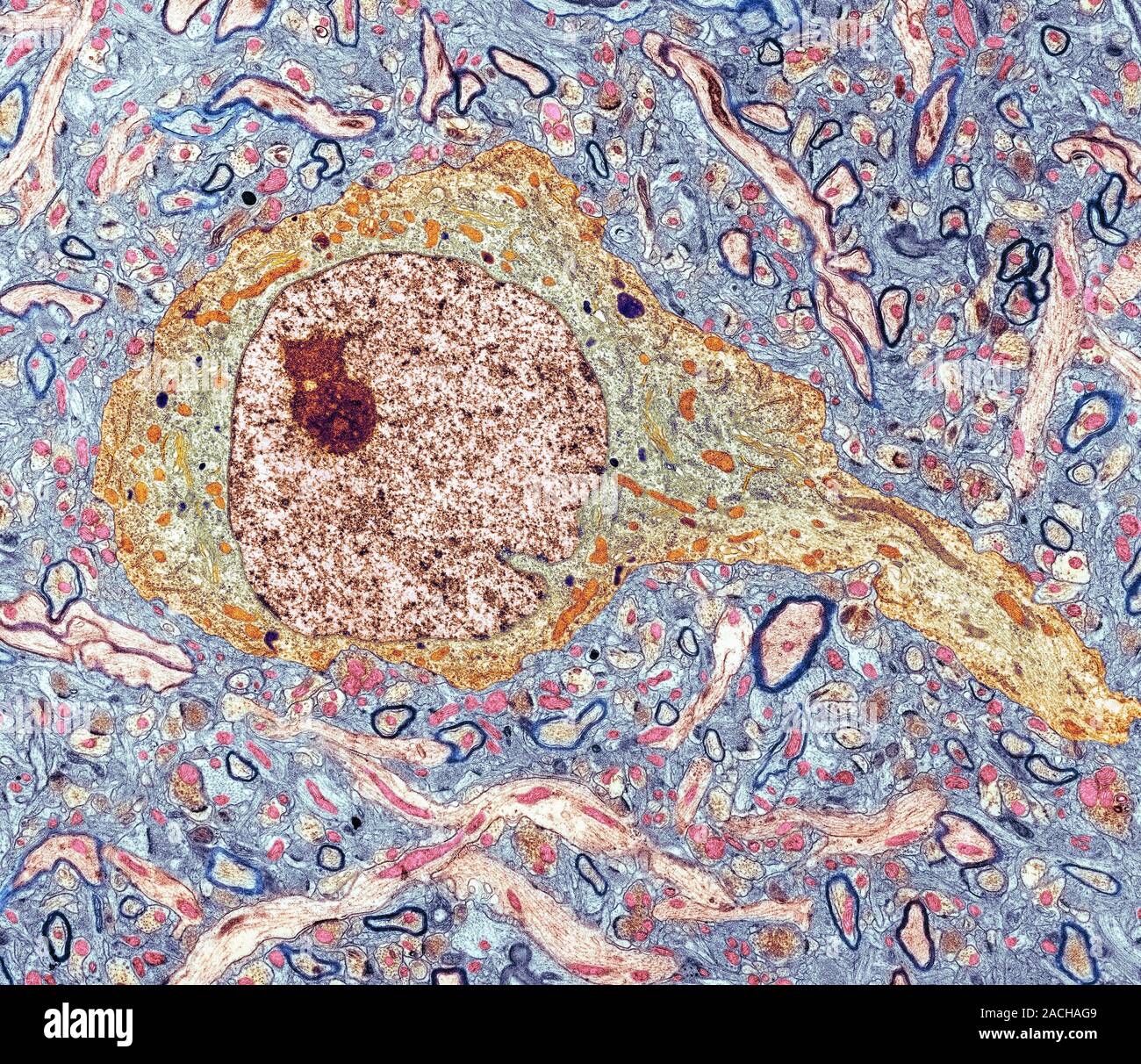 Hippocampus neuron. Coloured transmission electron micrograph (TEM) of ...