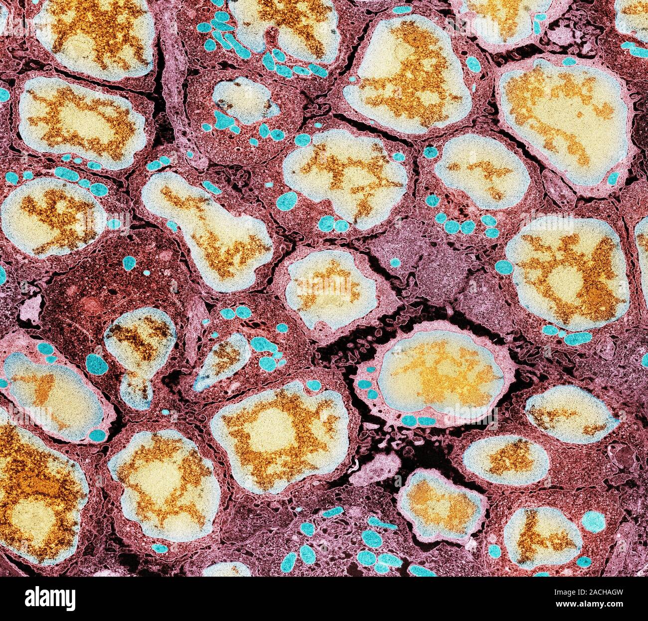 Spleen cells. Coloured transmission electron micrograph (TEM) of a ...