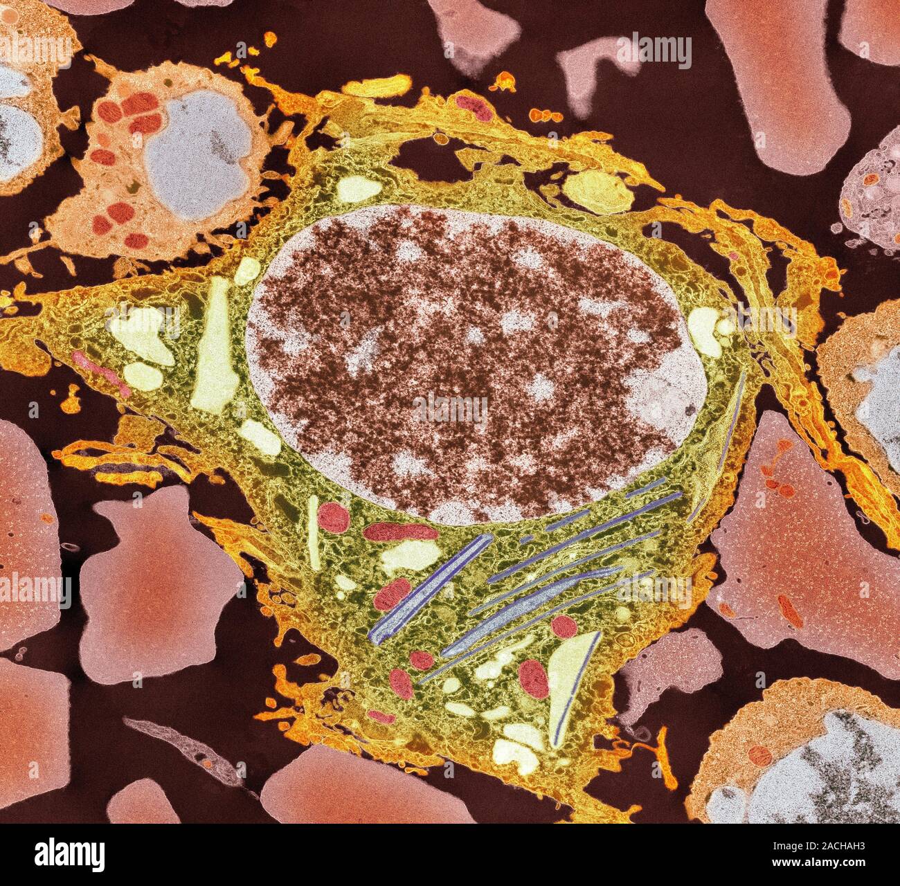 Spleen cell. Coloured transmission electron micrograph (TEM) of a ...