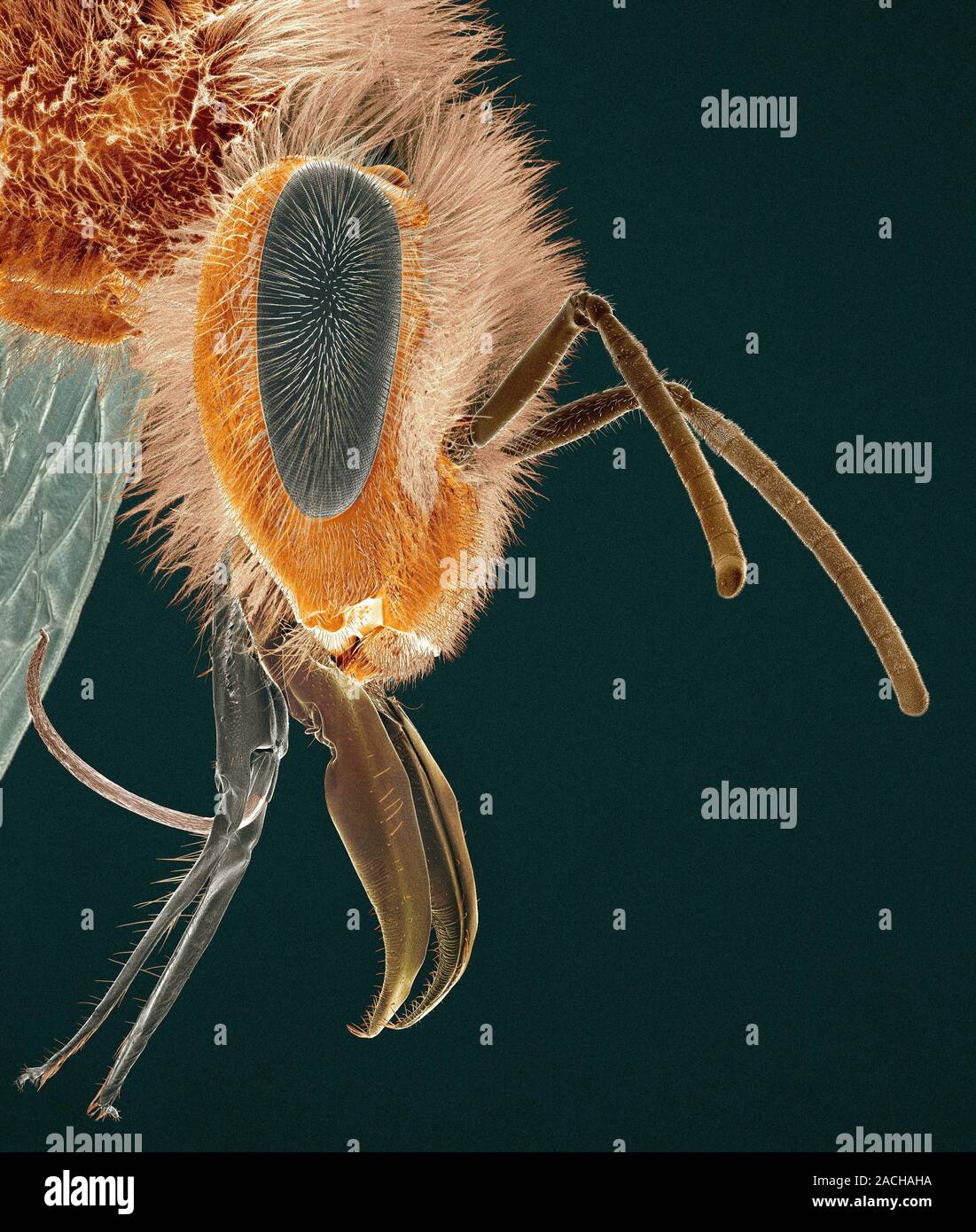 Head Of A Honey Bee Apis Mellifera Coloured Scanning Electron Micrograph Sem The Compound