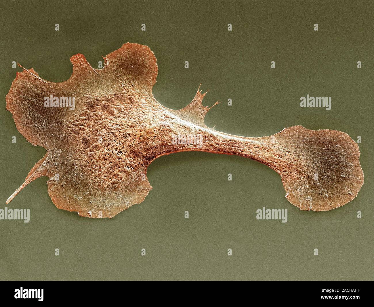 Heart muscle cell. Coloured scanning electron micrograph (SEM) of a ...