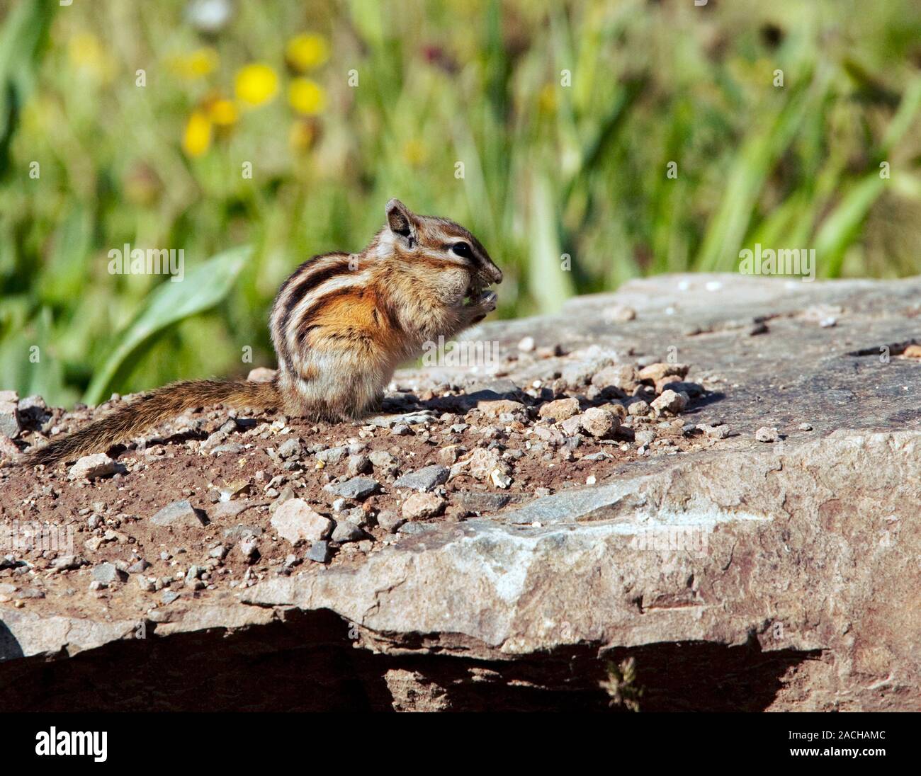 Least chipmunk (Tamias minimus) feeding on the ground in San Juan ...