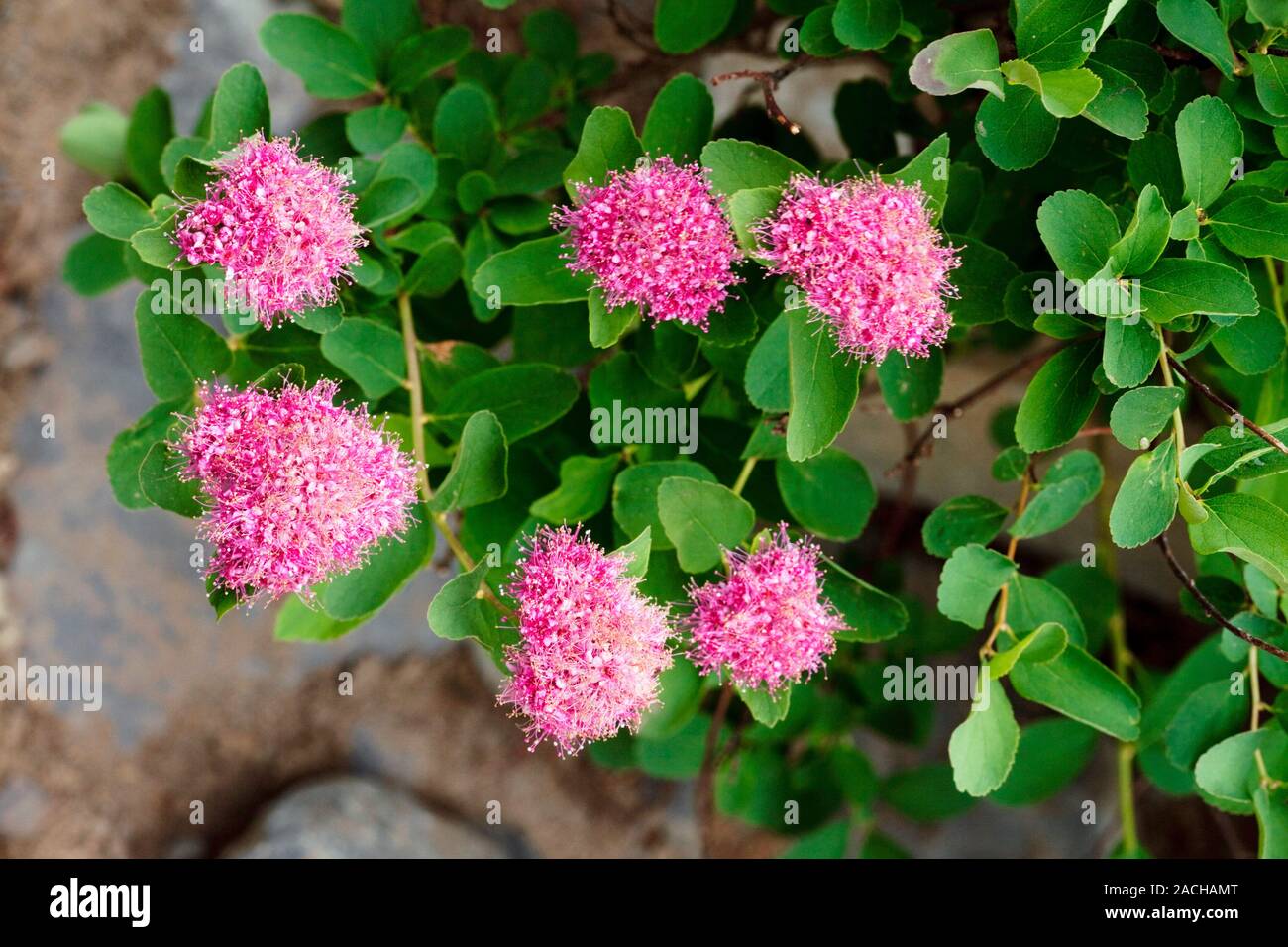 Rosy Spirea (Spiraea splendens) flowers, also known as Subalpine Spirea ...