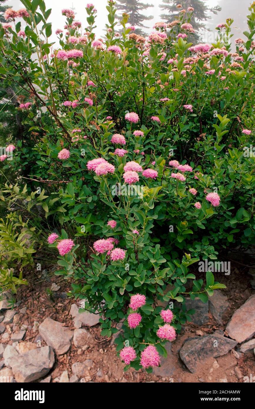 Rosy Spirea (Spiraea splendens) flowers, also known as Subalpine Spirea ...