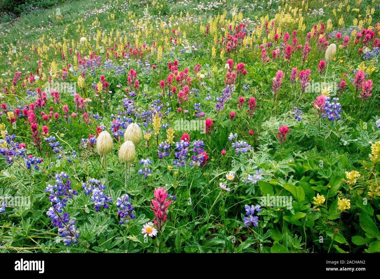 Alpine flowers including Rosy Paintbrush (Castilleja rhexifolia ...