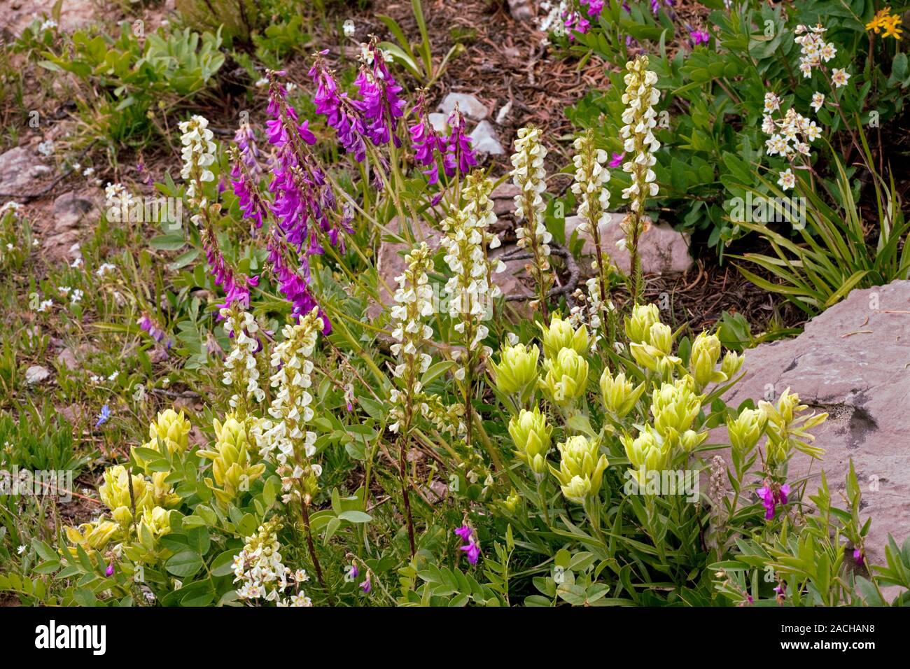 Western Paintbrush (Castilleja occidentalis), Northern Sweet Vetch ...