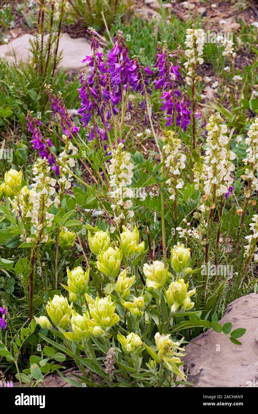 Western Paintbrush (Castilleja occidentalis), Northern Sweet Vetch ...