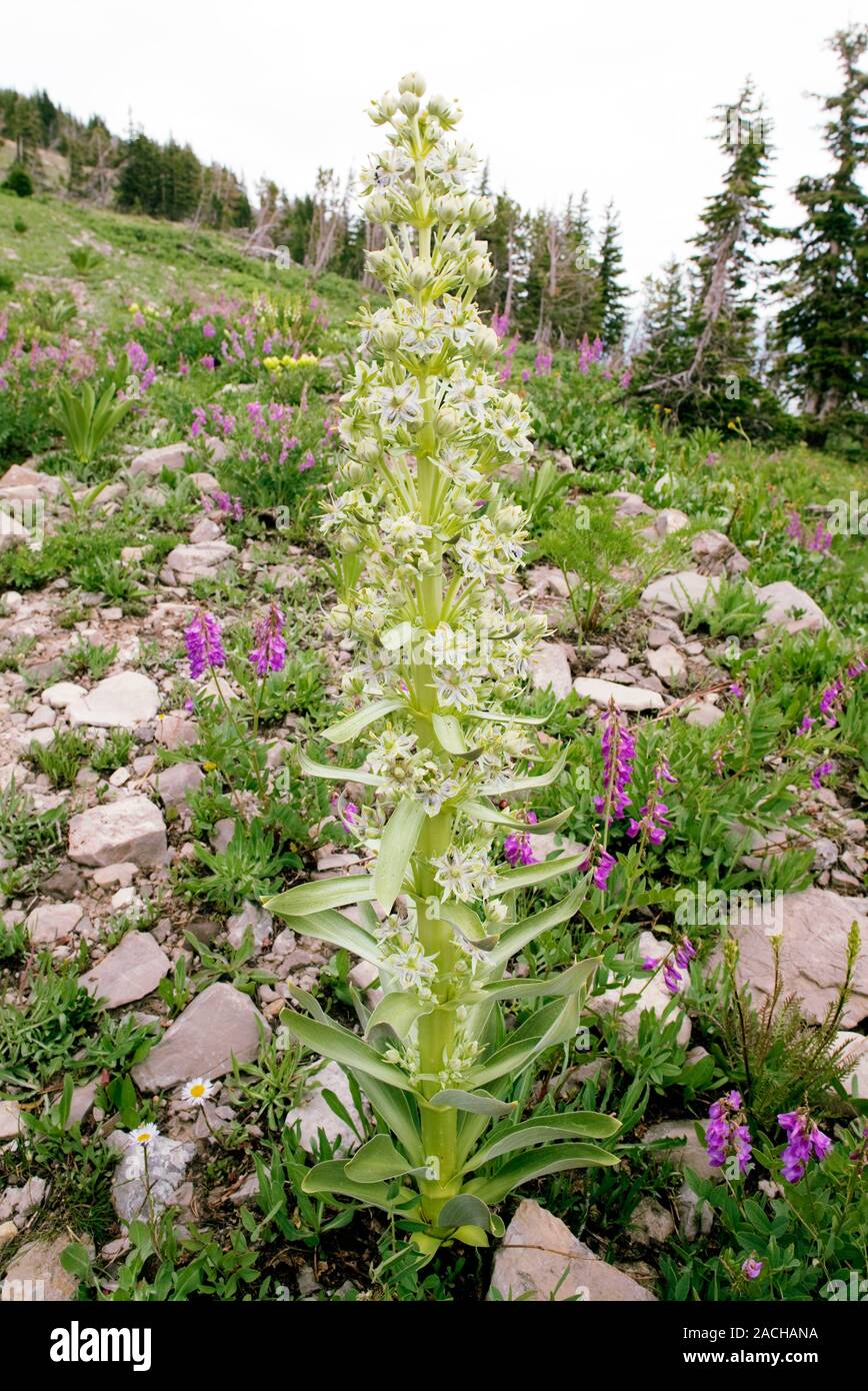 Swertia radiata syn. Frasera speciosa (Monument Plant), also known as ...