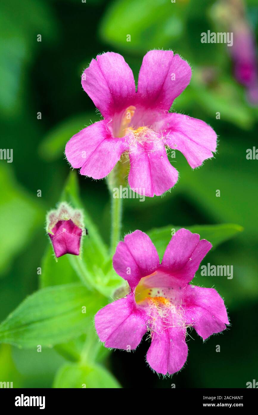 Purple Monkeyflower (Mimulus lewisii) flowers, also known as Lewis's ...