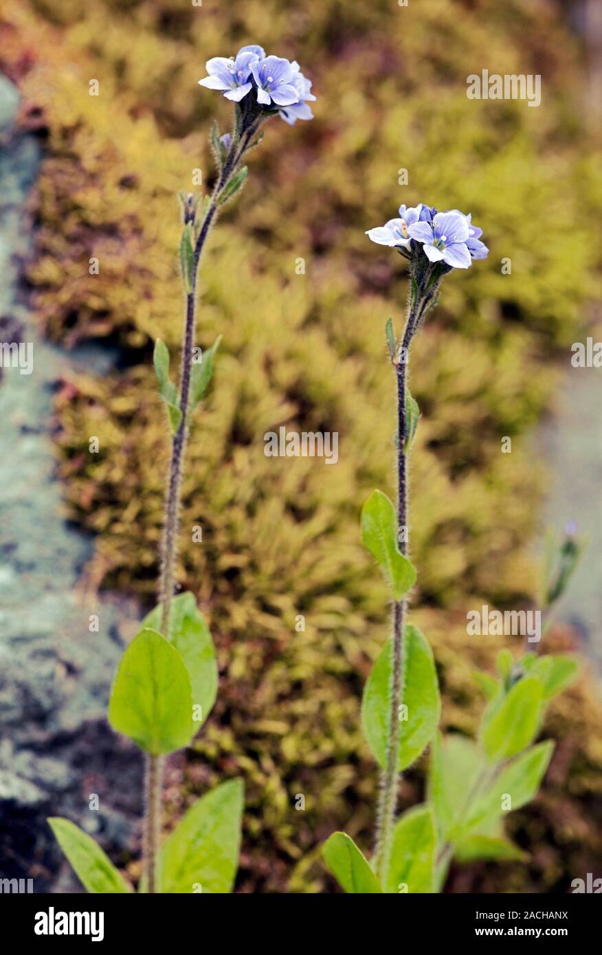 American Alpine Speedwell (Veronica wormskioldii) flowers, Mount ...