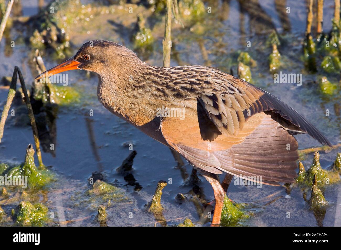 The rare and endangered California Clapper Rail (Rallus longirostris ...