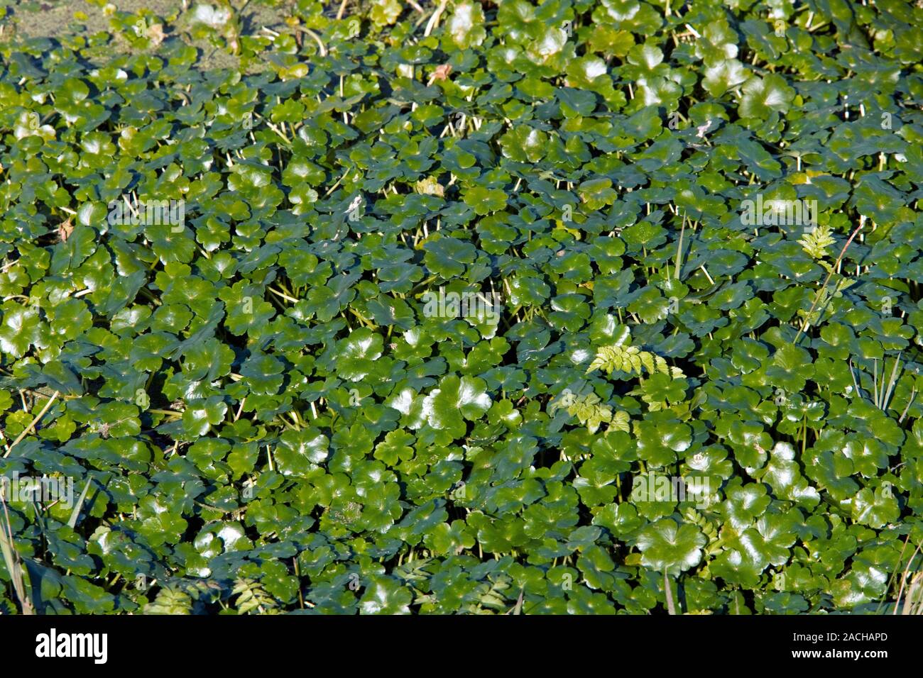 Water pennywort (Hydrocotyle ranunculoides), also known as Floating ...