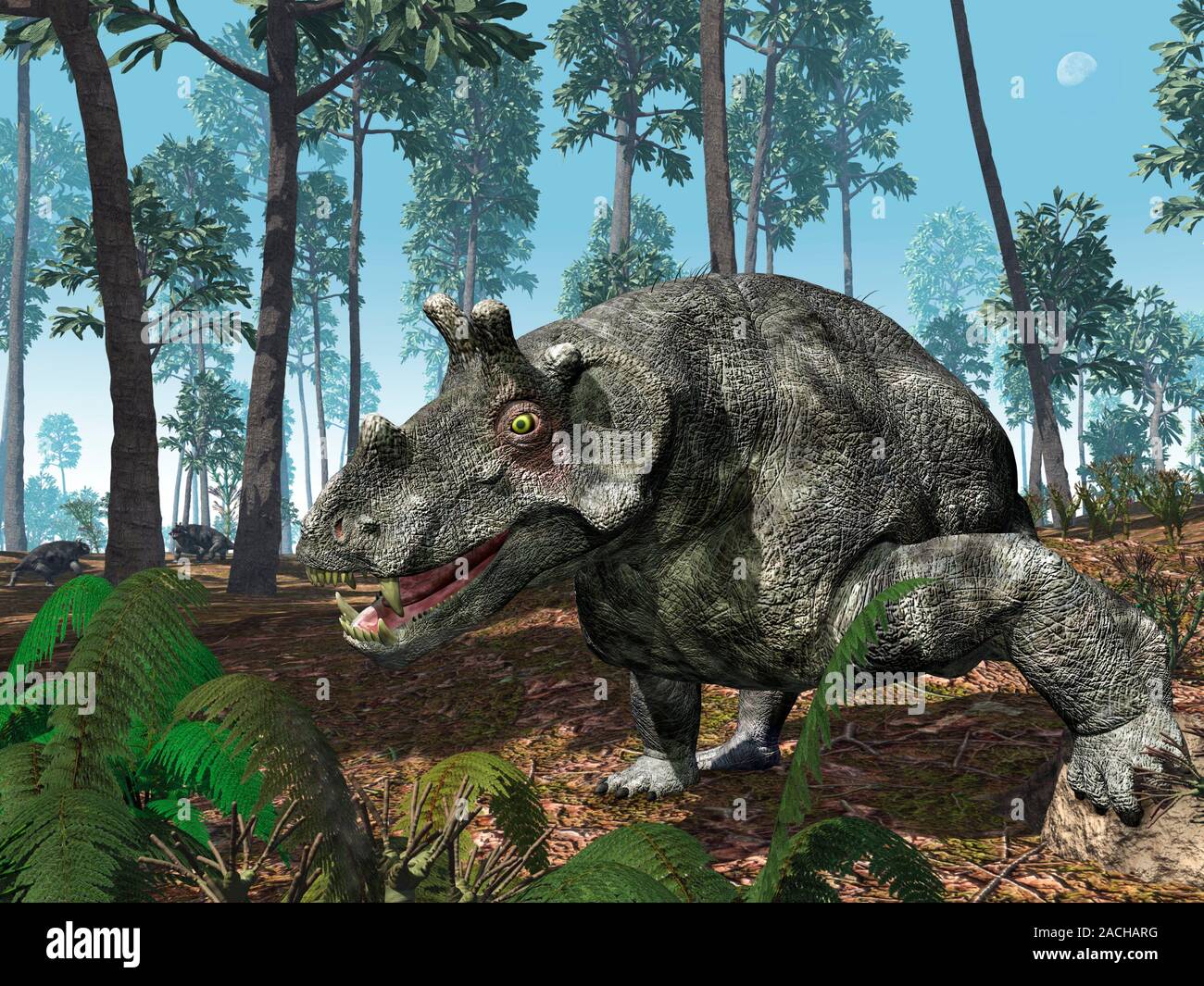 Estemmenosuchus. Computer artwork of Estemmenosuchus uralensis grazing ...