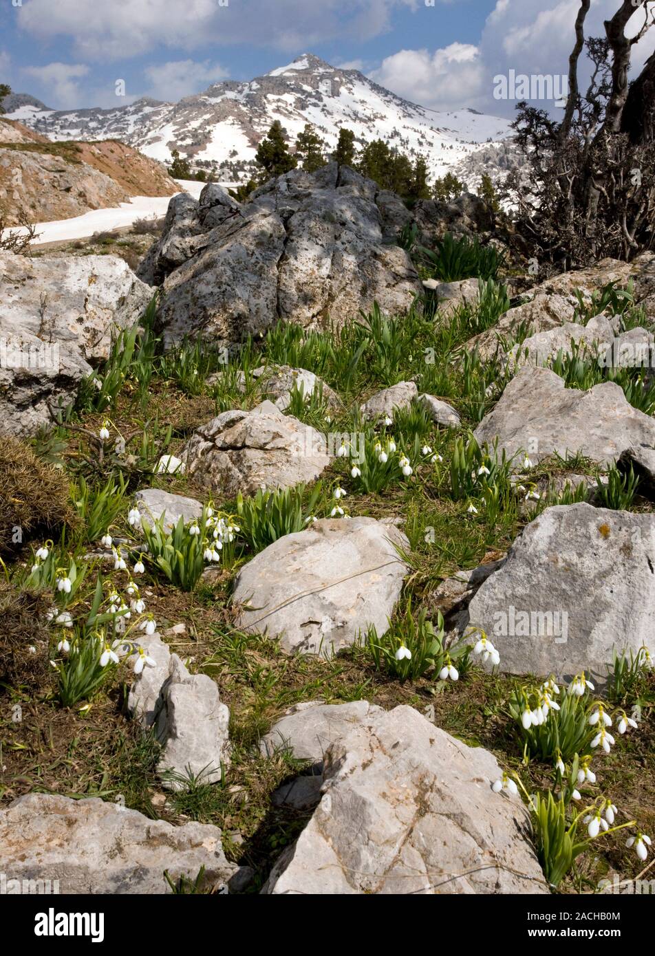 Wild Snowdrops (Galanthus elwesii) flowering on limestone in the Yaban ...