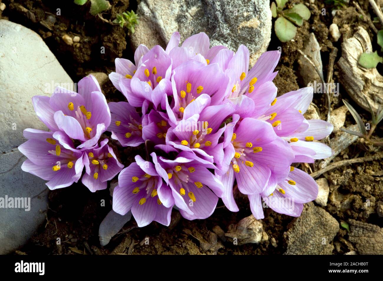 Colchicum triphyllum flowers in Bey Dagi, Turkey Stock Photo - Alamy