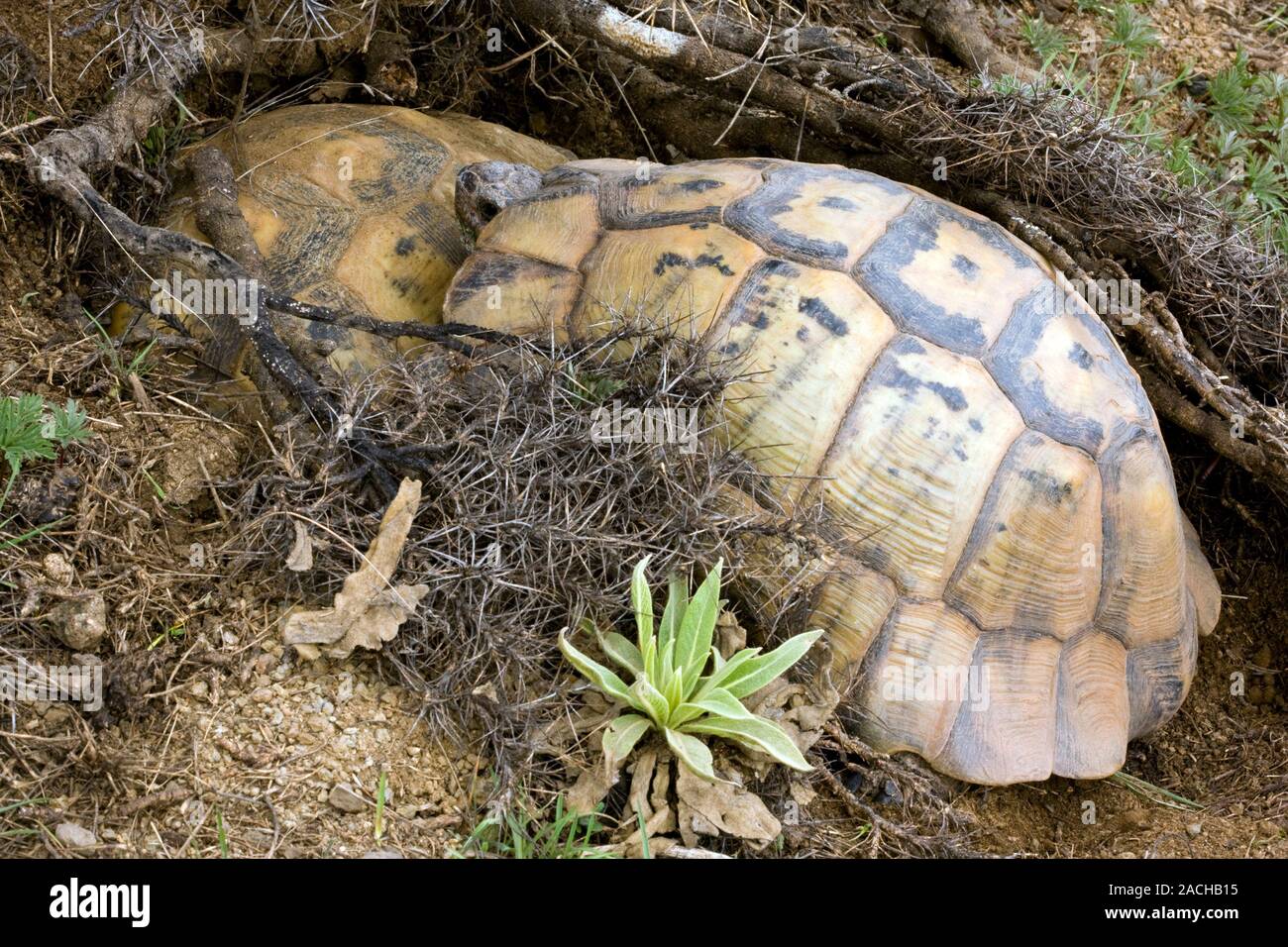 Mating pair of Marginated Tortoises (Testudo marginata) at their nest ...
