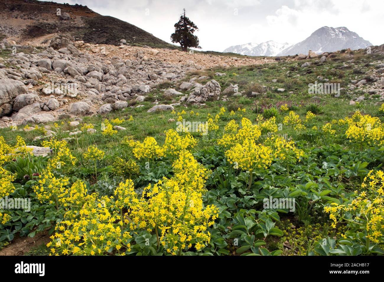 Leontice leontopetalum, very rare cornfield weed in eastern Europe ...