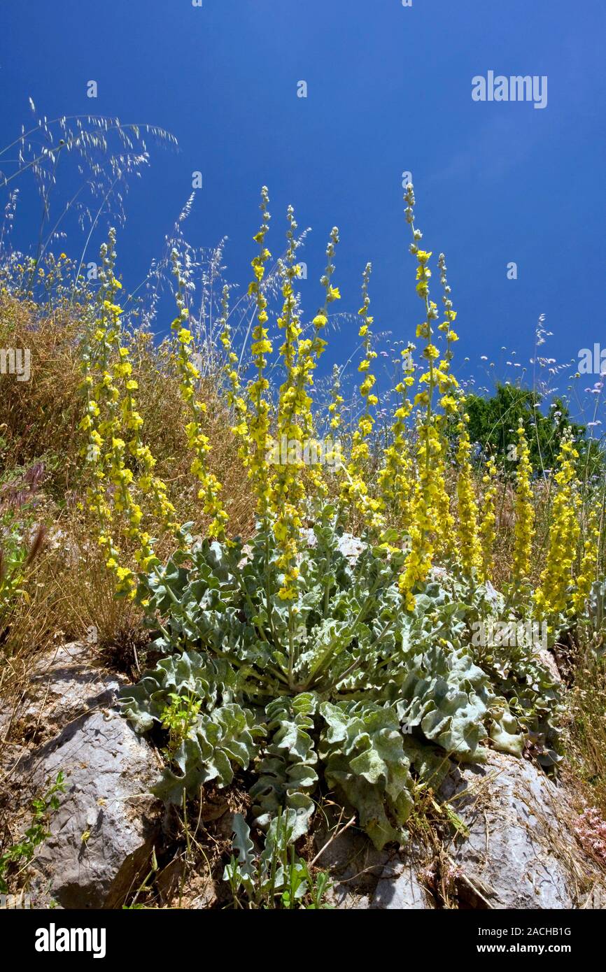 Wavy-leaved Mullein (Verbascum sinuatum) flowering on a rocky mountain ...