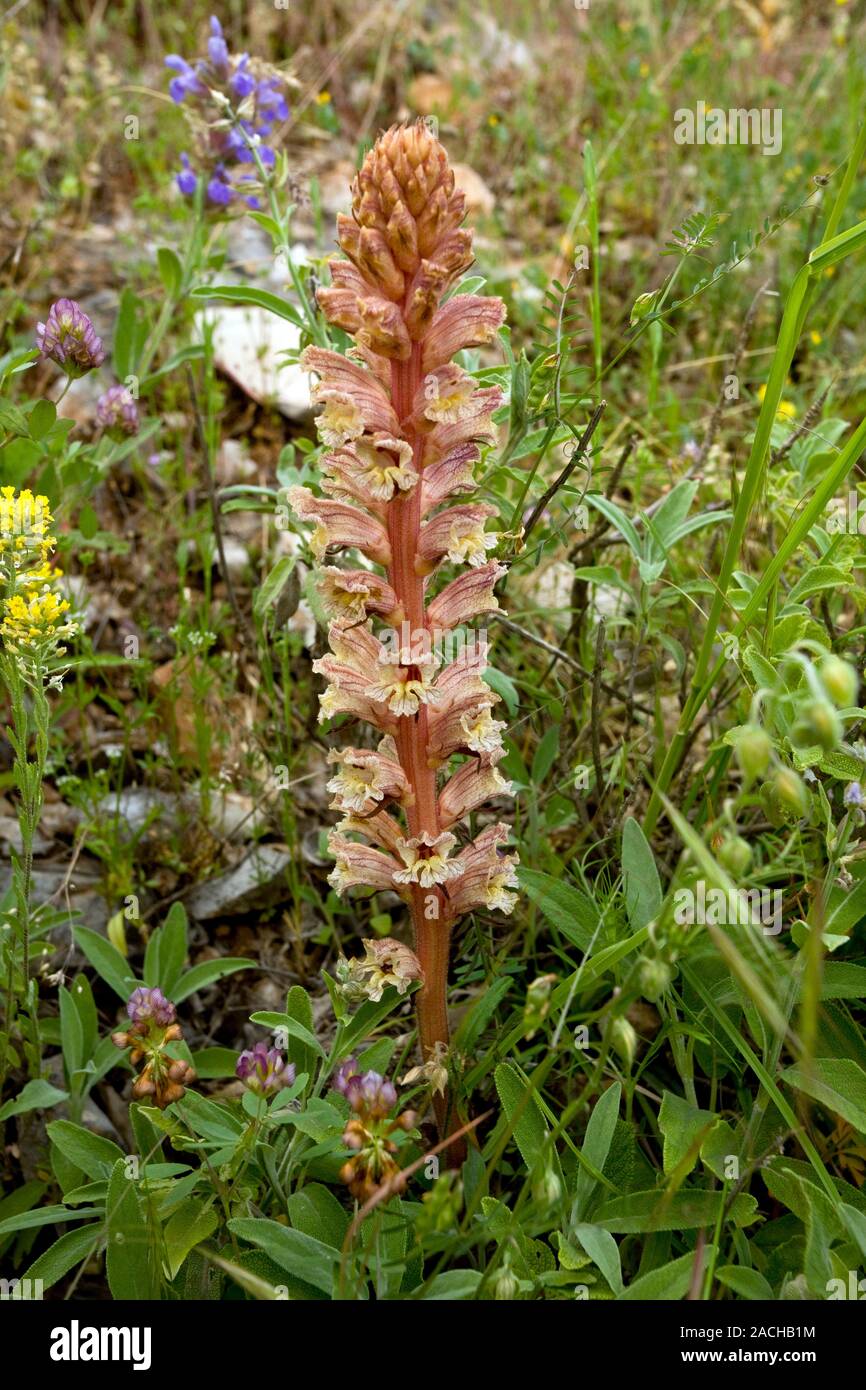 Thyme Broomrape (Orobanche alba) flowers, a parasitic plant on the dead ...