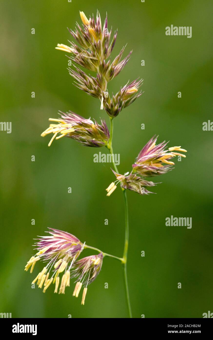 Cocksfoot Grass (Dactylis glomerata) in flower, showing both anthers ...
