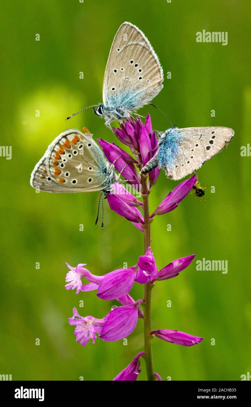 Three butterflies, two of which are Mazarine Blues (Cyaniris semiargus ...